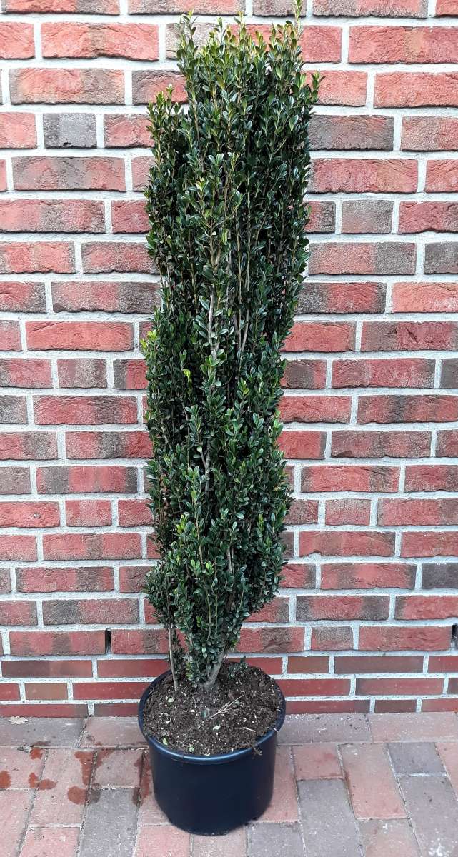 Säulen - Ilex, Ilex crenata 'Fastigiata' (Höhe: 110-120 cm ...